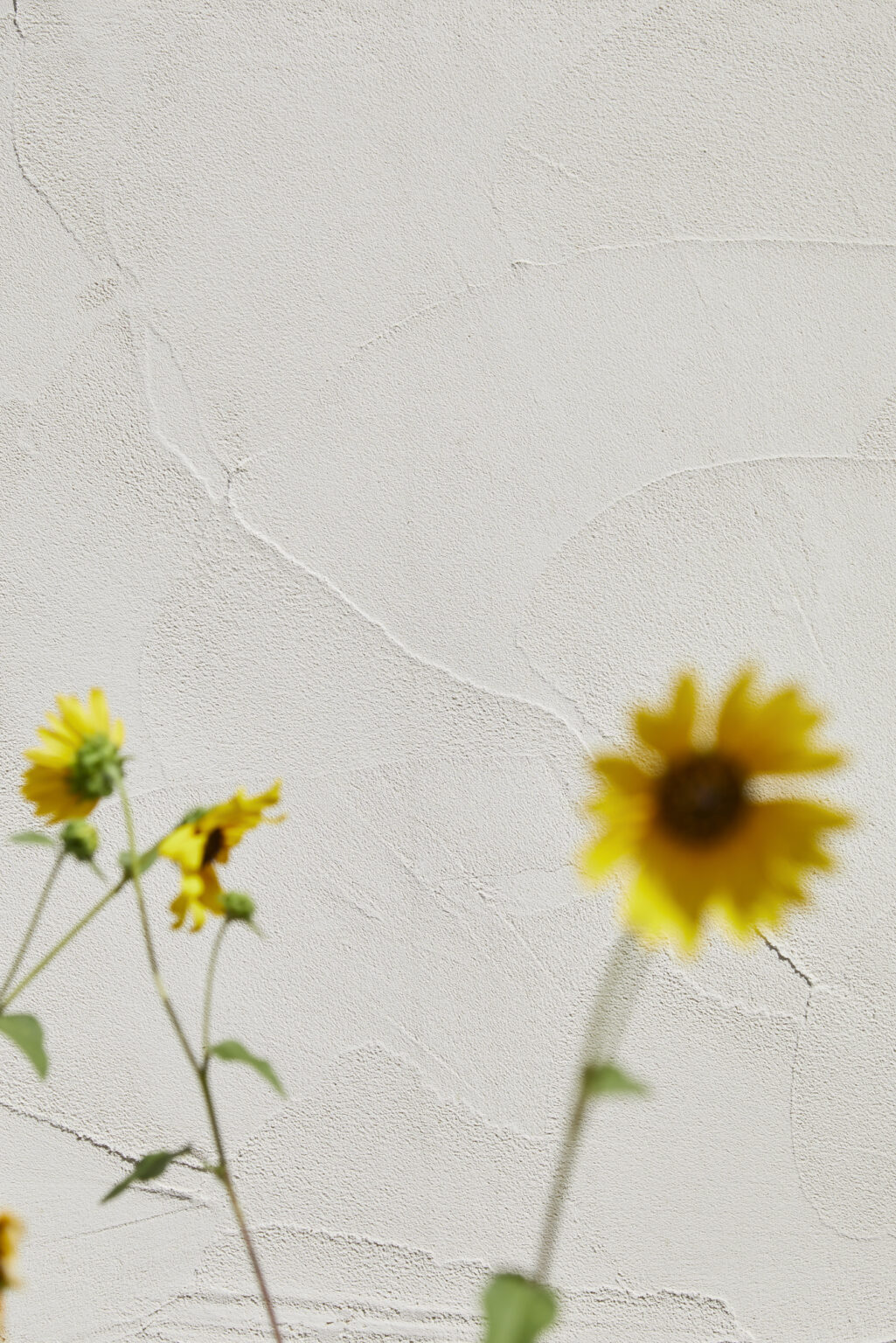 Tracy Hartness-Stalnaker | Office Manager & Bookkeeper | Dibello Architects